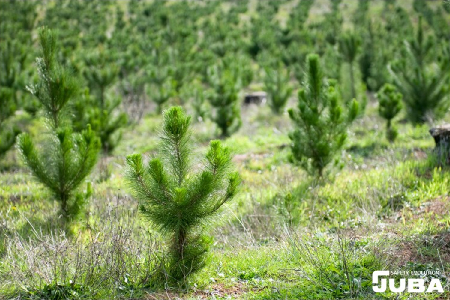 Juba planta más de 6.800 árboles para compensar su impacto ambiental y ...